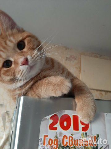 Тигруля в добрые руки