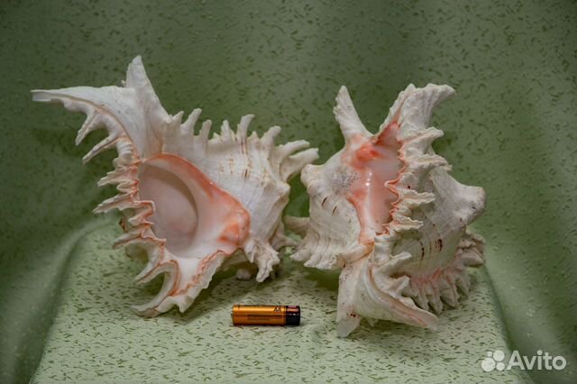 Морская ракушка