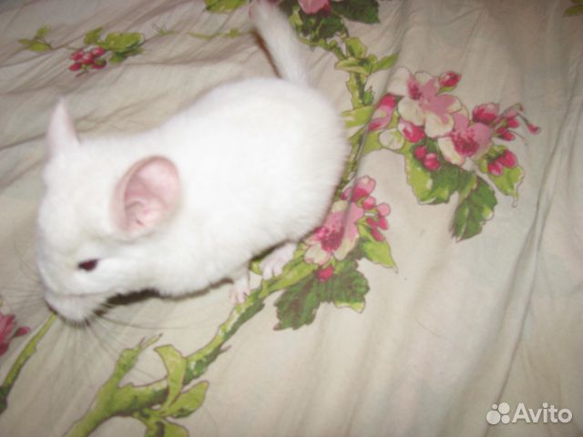 Шиншила мальчик 6 мес