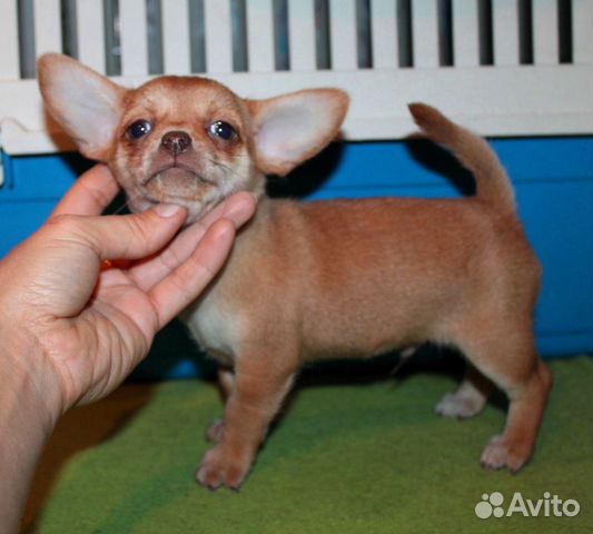 Чихуахуа рыжий лисичка Фенек