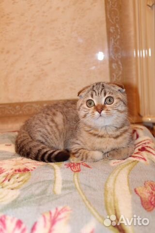 Шотландские вислоушки