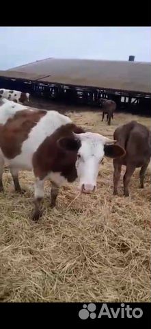 Продам крупный рогатый скот