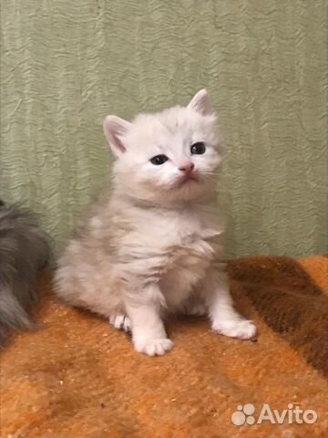 Сибирский чистокровный котик