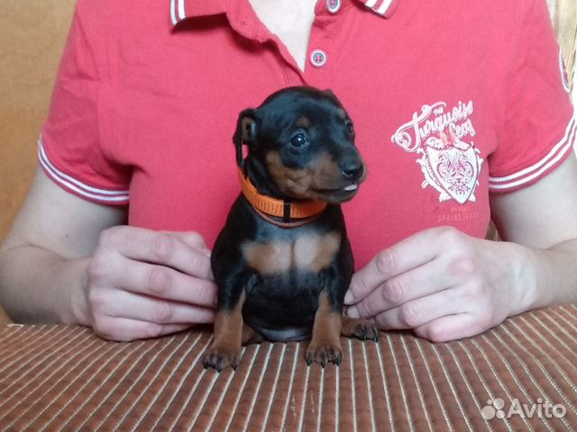 Породистые щенки цвергпинчера, 1,5 мес