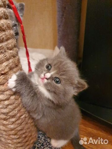 Британские котята