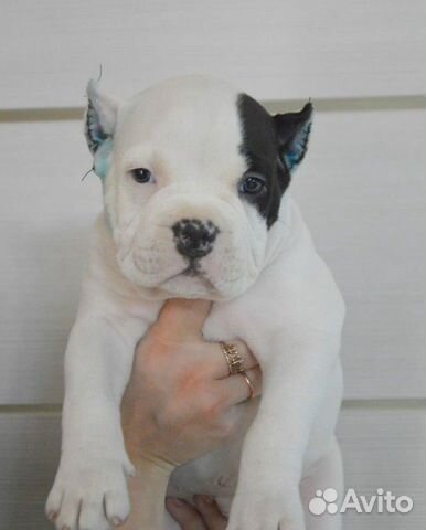 Мега крутой Американский Булли