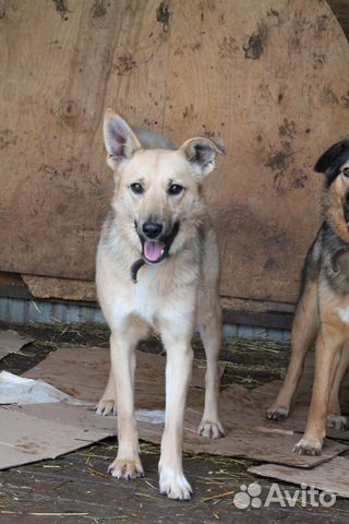 Собака Лара