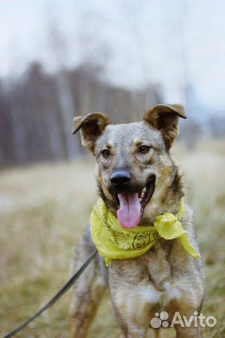 Отдам собаку в добрые руки