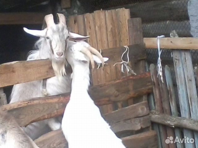 Козёл 1.5 года