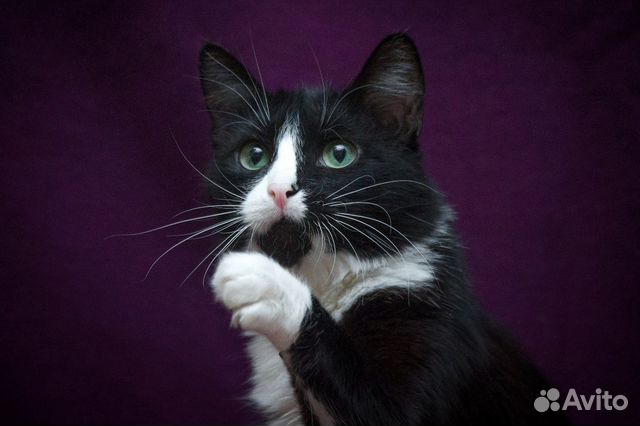 Кошка Триша