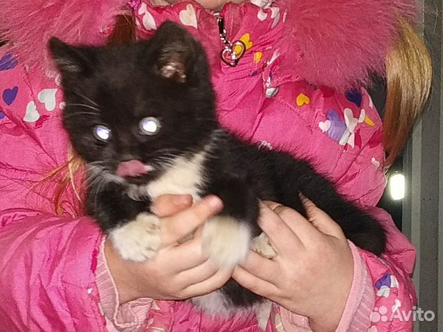 Котенок (кошка)