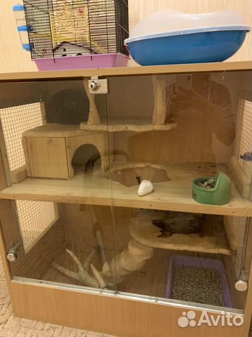 Шиншилла с домиком