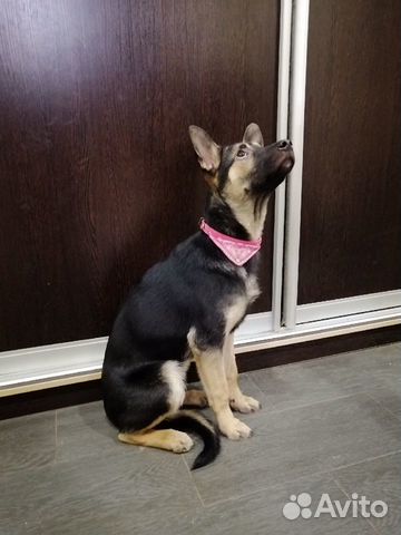 Продам щенка вео