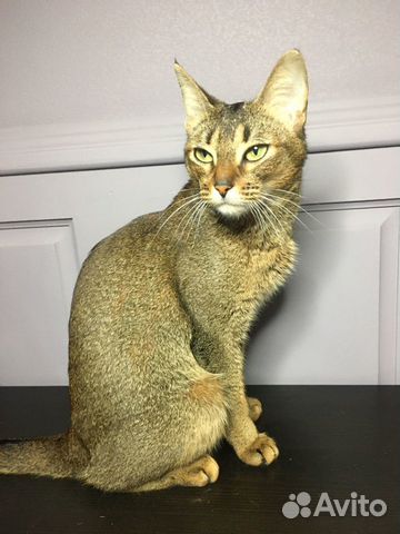 Абиссинская красавица