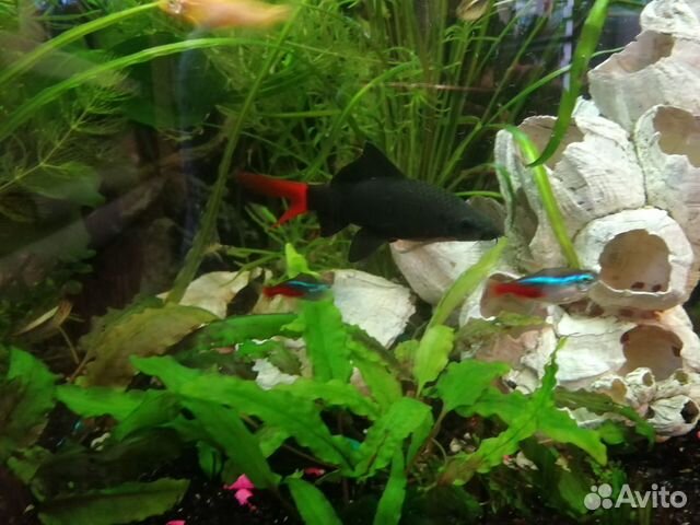 Лабео би колор