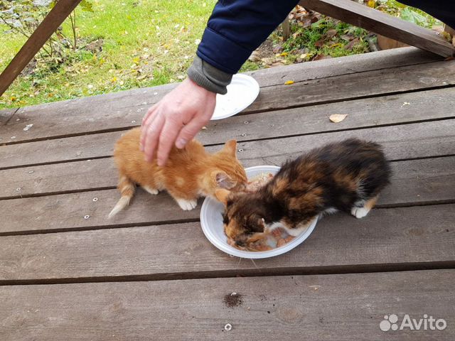 Котенок девочка 4 месяца трехцветная