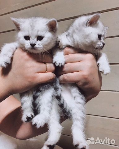 Сказочные котики