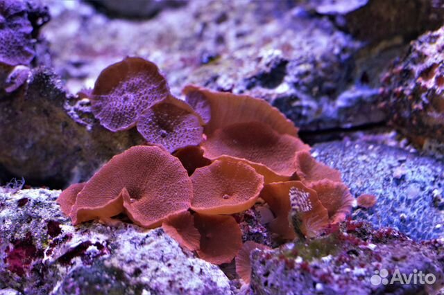 Морские рыбы и кораллы