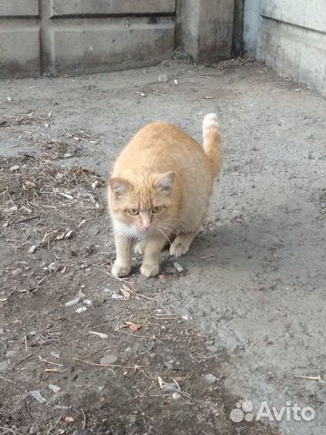 Отдам молодую кошечку только ответственным