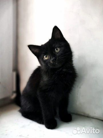 Котёнок. Маленький подарок для большого счастья