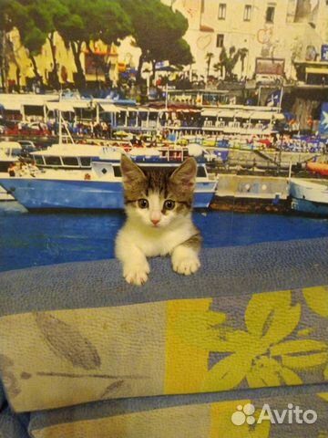Отдам чудо котенка