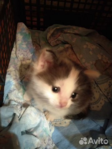 Котёнок