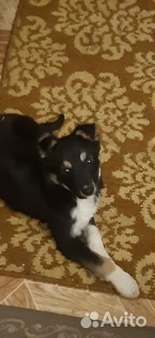 Милый щенок ищет себе любящего друга