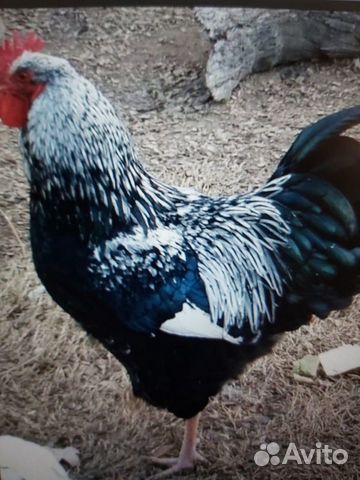 Петухи Барневельдер серебро