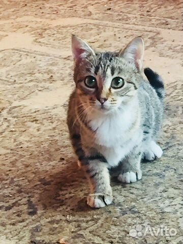 Кошка Лисичка ищет дом. Нашли в коробке