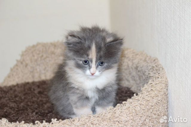 Трехцветная кошечка, девочка 1,5 мес