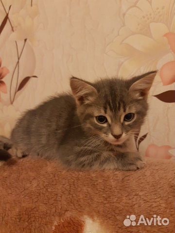 Котёнок Дымок