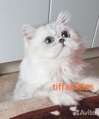 Персидская шиншилла