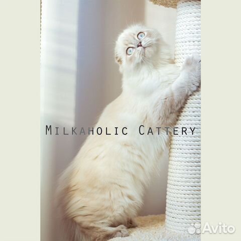 Ценный окрас. Знатное происхождение. Отличный тип