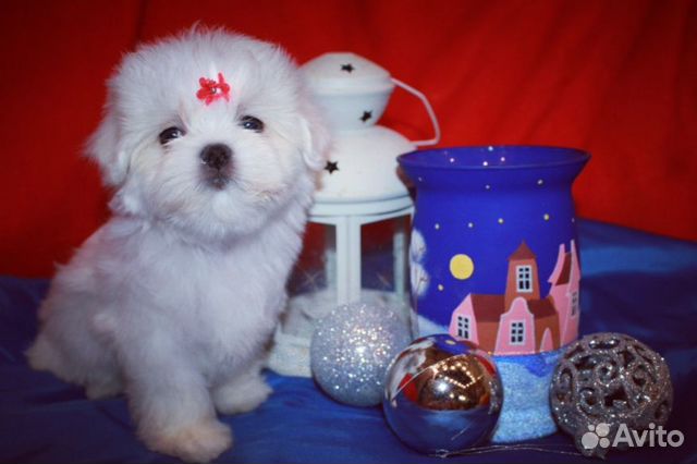 Очень красивая девочка мальтезе 2 мес