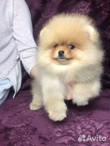 Рыжая кукла мишка