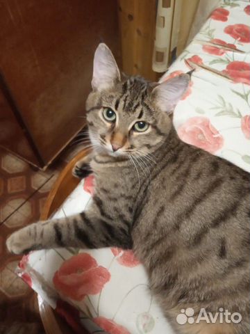 Красавчик Кузя 5 мес