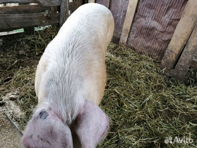 Хряк молодой