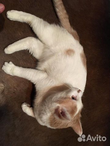 Ищет дом Кот Боня