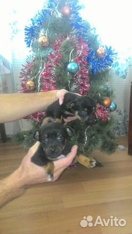 Ягдтерьерчики