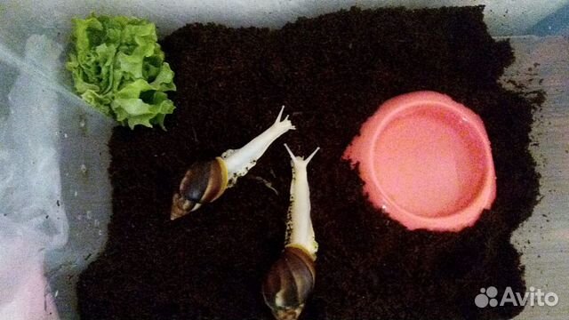 Улитки ахатины