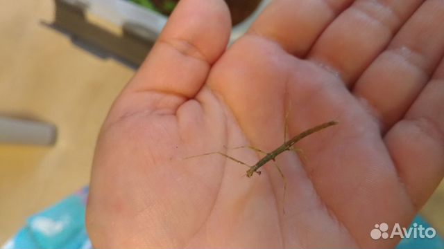 Аннамские палочники