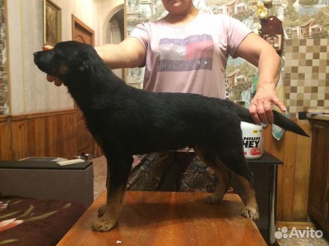 Французская овчарка, или метис французской овчарки