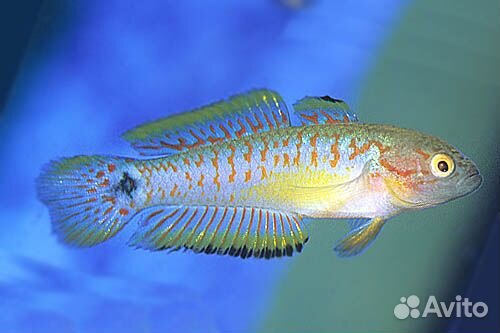 Элеотрис ковровый / павлиний бычок (tateurndina oc