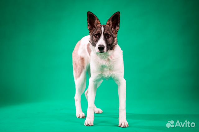 Селена. Отдается в добрые руки