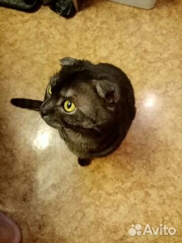 Шотландская