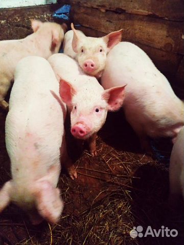 Поросята