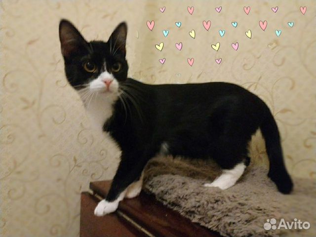 Мини-пантерка Ириска. Котенок в дар