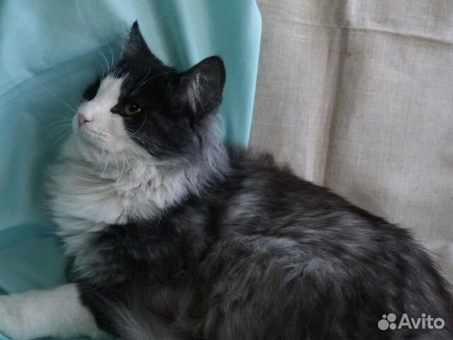 Котик 11мес