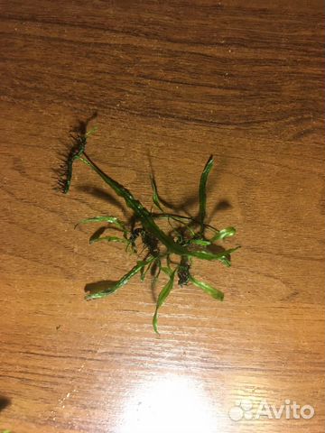 Водные растения