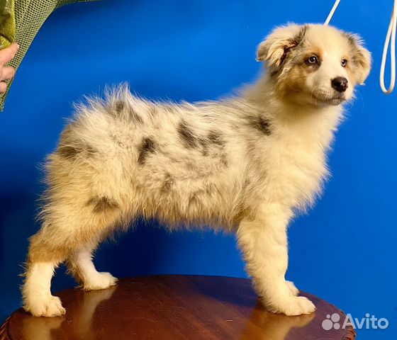 Австралийская овчарка Аусси щенки